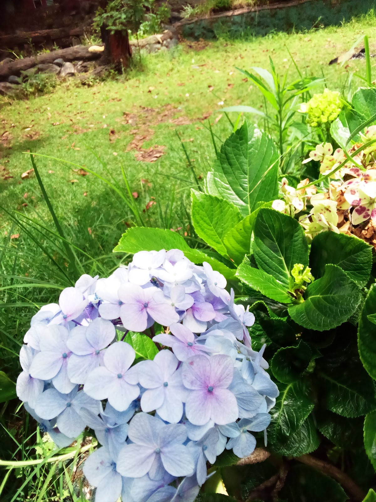 Bunga Kebaikan - Sebariskata.com